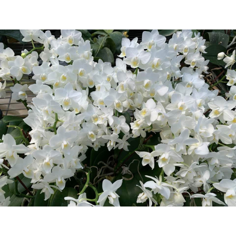 Орхидея Phal. Timothy Christopher - купить, доставка Украина